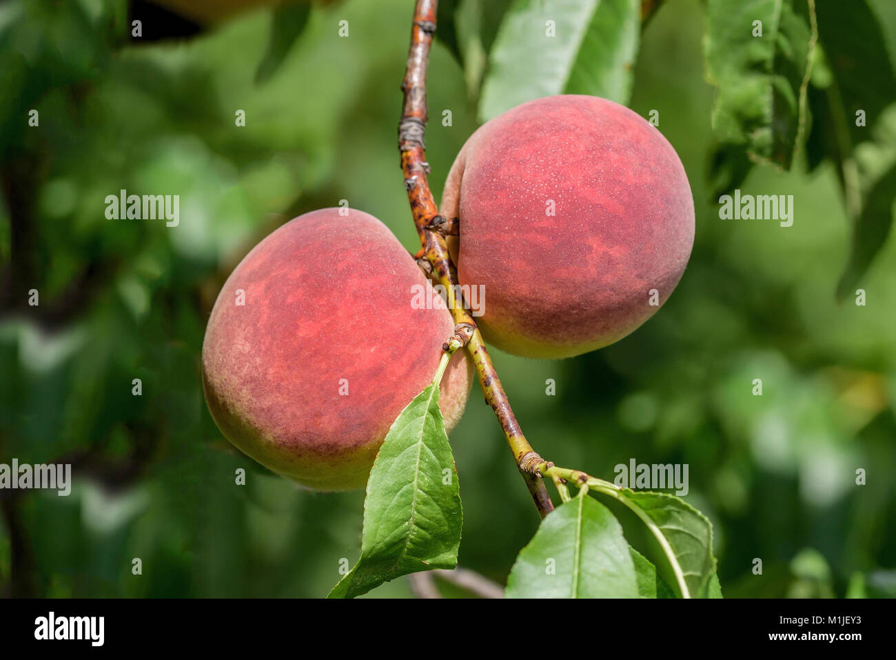 Vineyard Peach High Resolution Stock Photography and Images - Alamy
