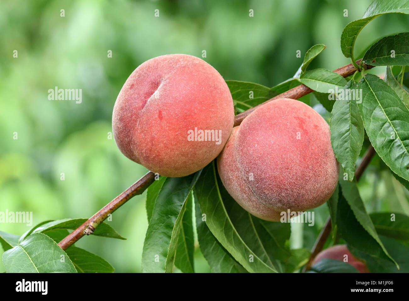 Peach (PRUNUS PERSICA Red Robin), Pfirsich (Prunus persica Red Robin ...