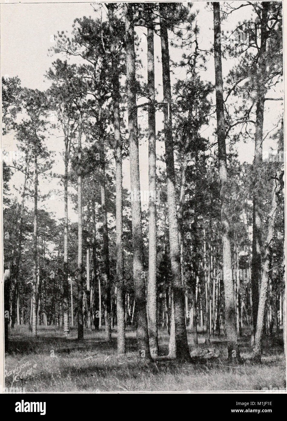 'American Forests' provides an in-depth exploration of the forests of ...