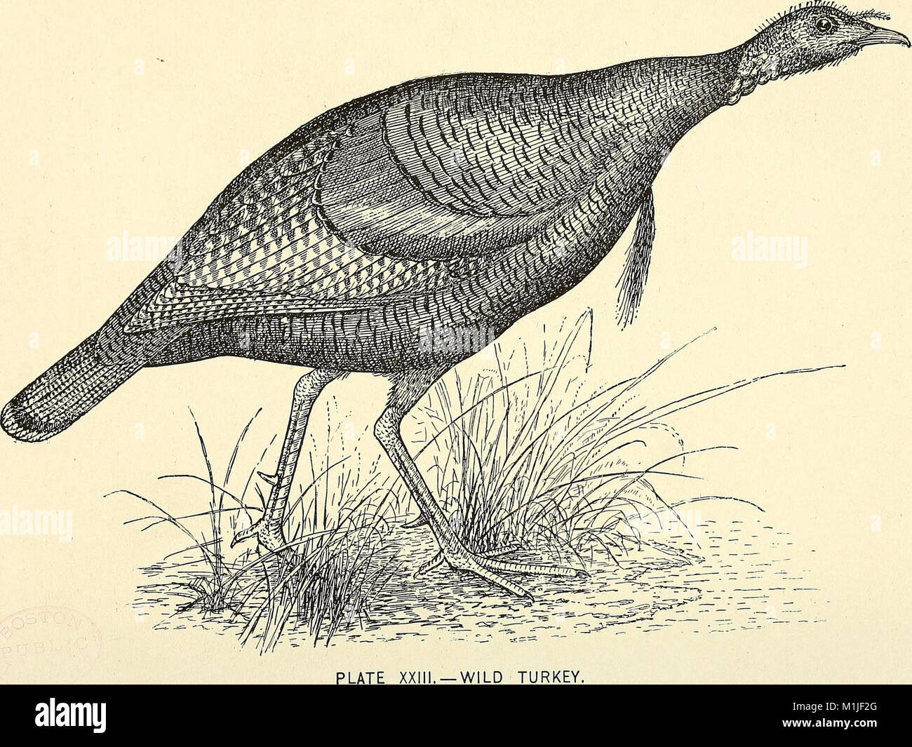 A history of the game birds, wild-fowl and shore birds of Massachusetts ...