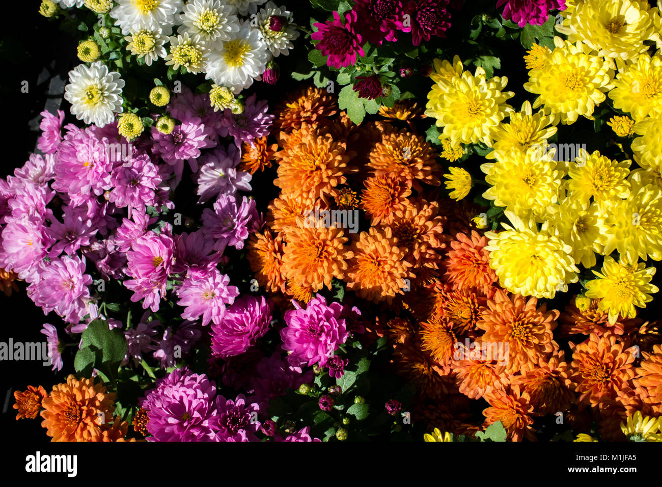 Beautiful fresh flowers as a background Stock Photo - Alamy