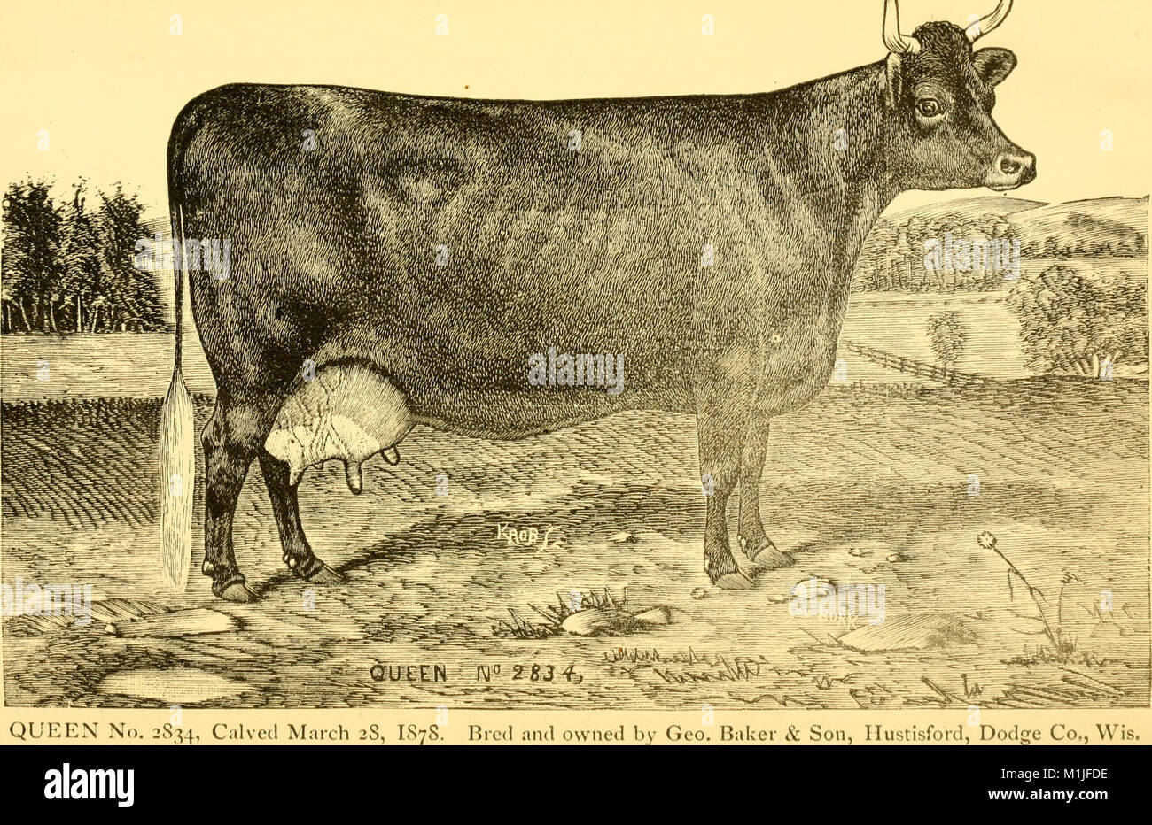 The *American Devon Record* (1884) documents the pedigrees of purebred ...