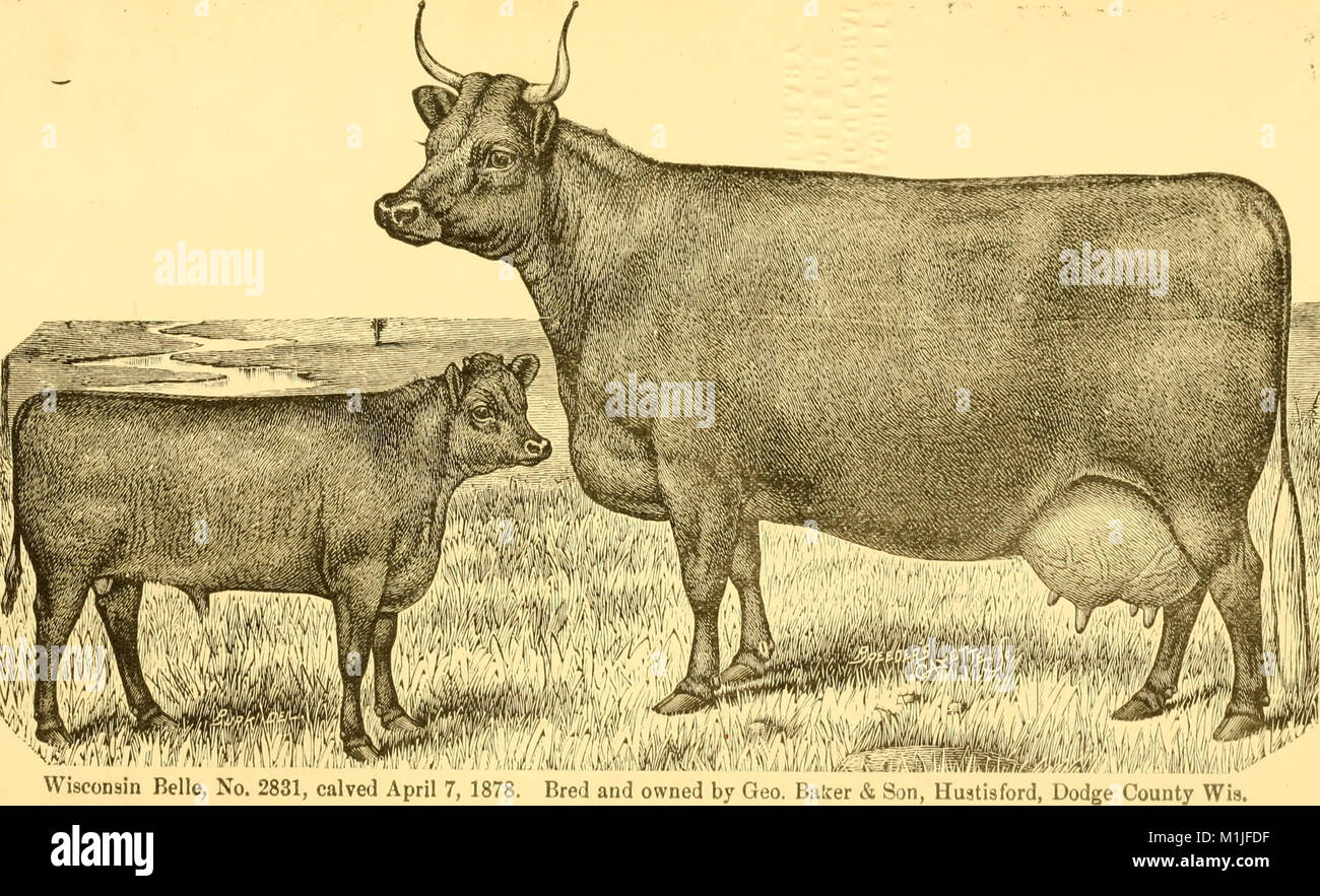 American Devon record - containing the pedigrees of pure bred Devon ...