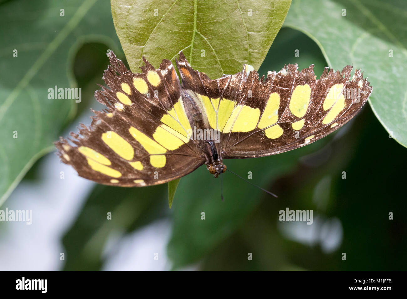 Hedylidae Butterfly High Resolution Stock Photography and Images - Alamy