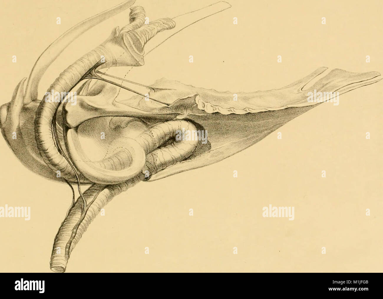 'A Monograph on the Anatidae, or Duck Tribe' (1838) is a detailed study ...