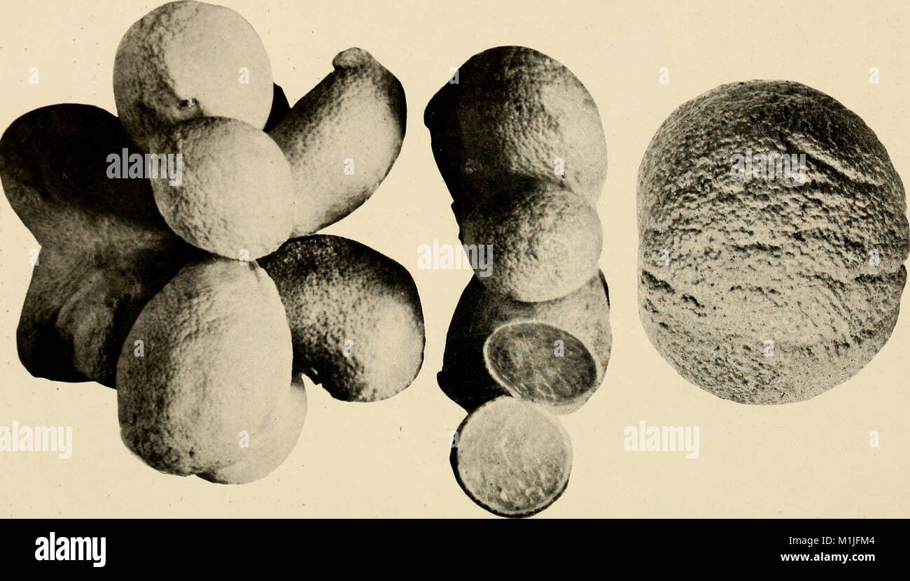 'American Breeders Magazine' (1913) focuses on livestock breeding ...