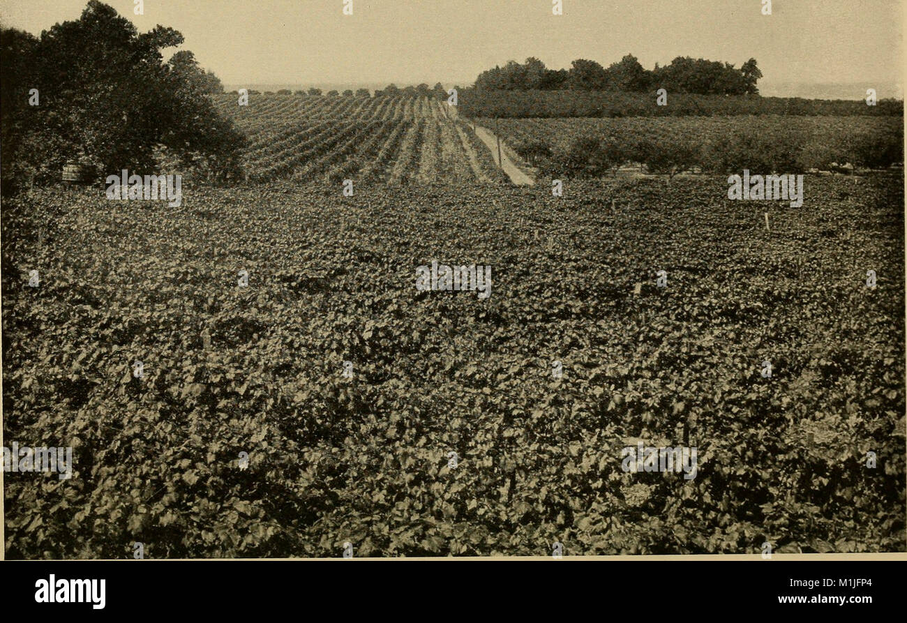 'An American Fruit-Farm' (1915) provides insights into the operations ...