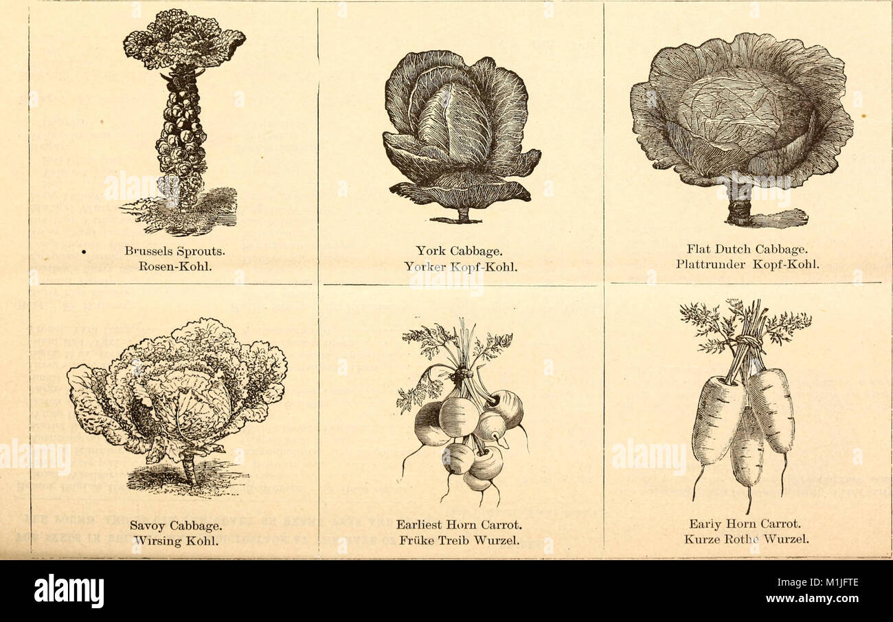 This 1886 guide offers a comprehensive catalog of flower and garden ...