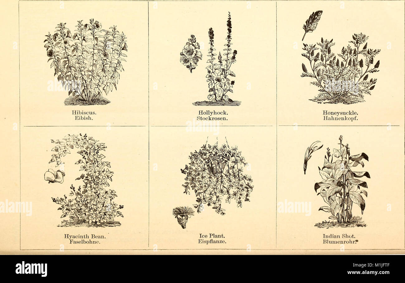 This illustrated catalogue from 1886 serves as a guide to flower and ...
