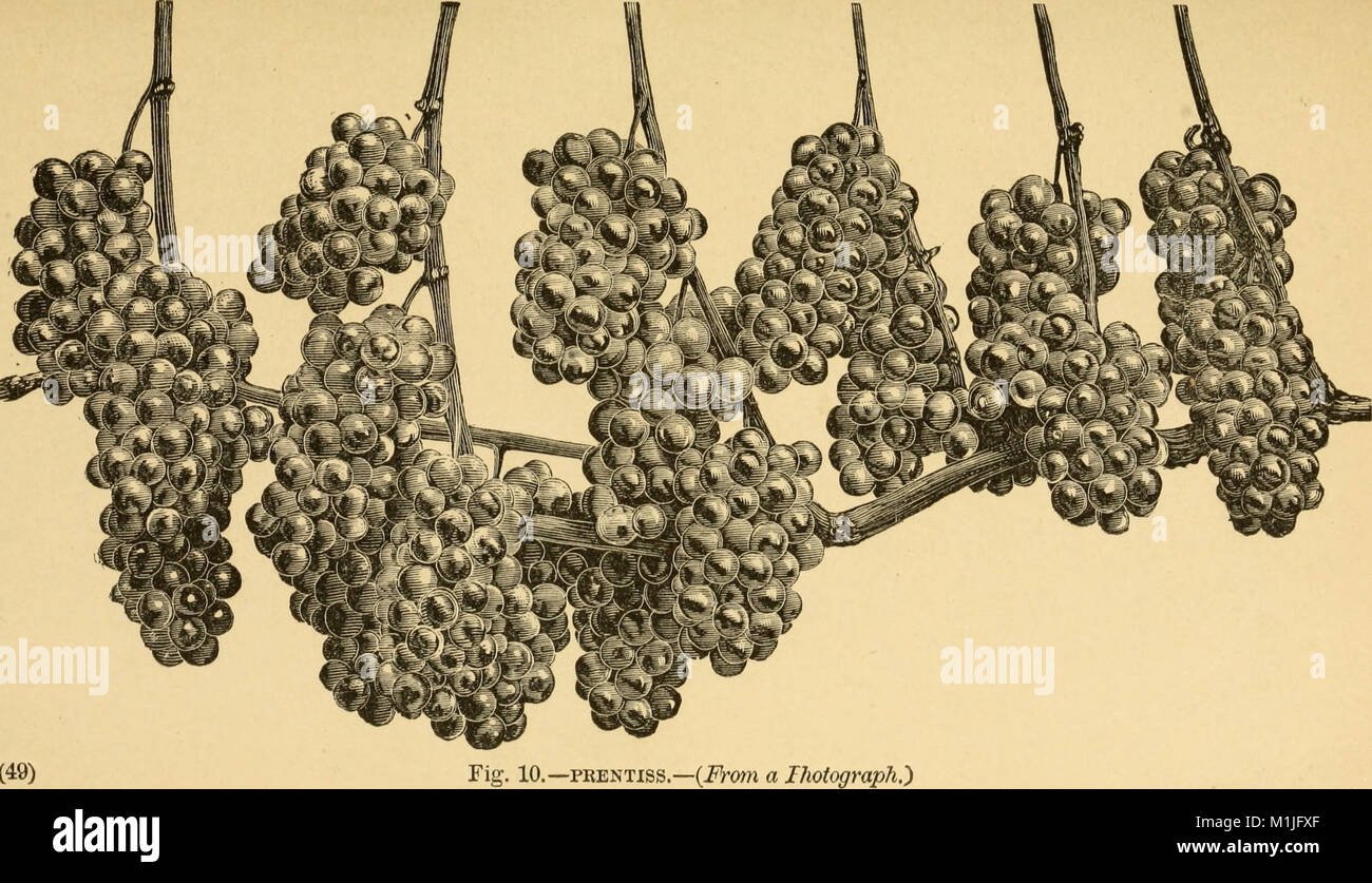 This 1885 work discusses American grape cultivation and the processes ...