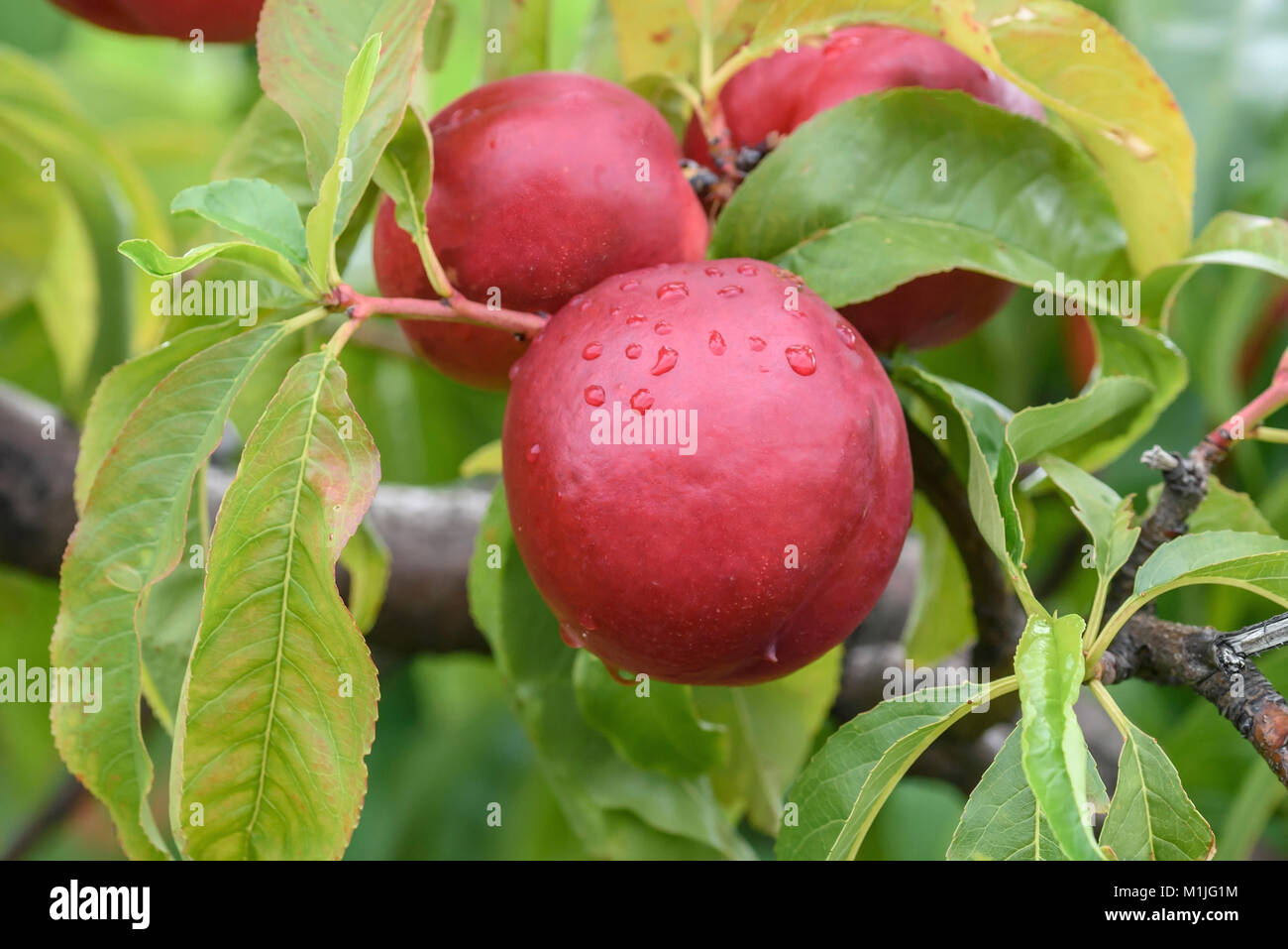 199f hrm 2017 12 0469 hi-res stock photography and images - Alamy