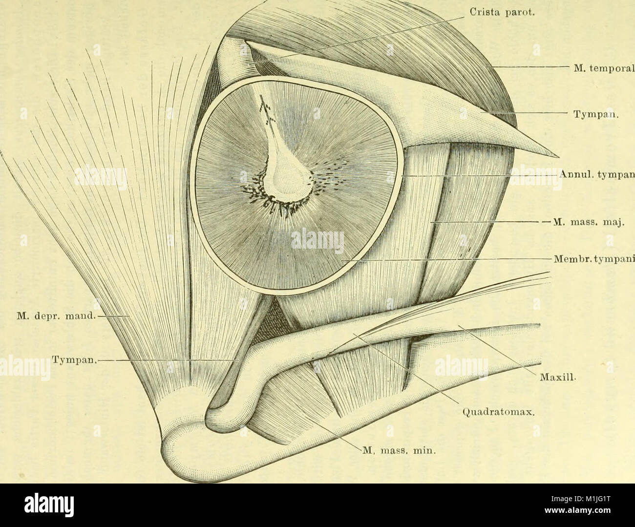 This 1904 work on the anatomy of frogs provides a detailed study of ...
