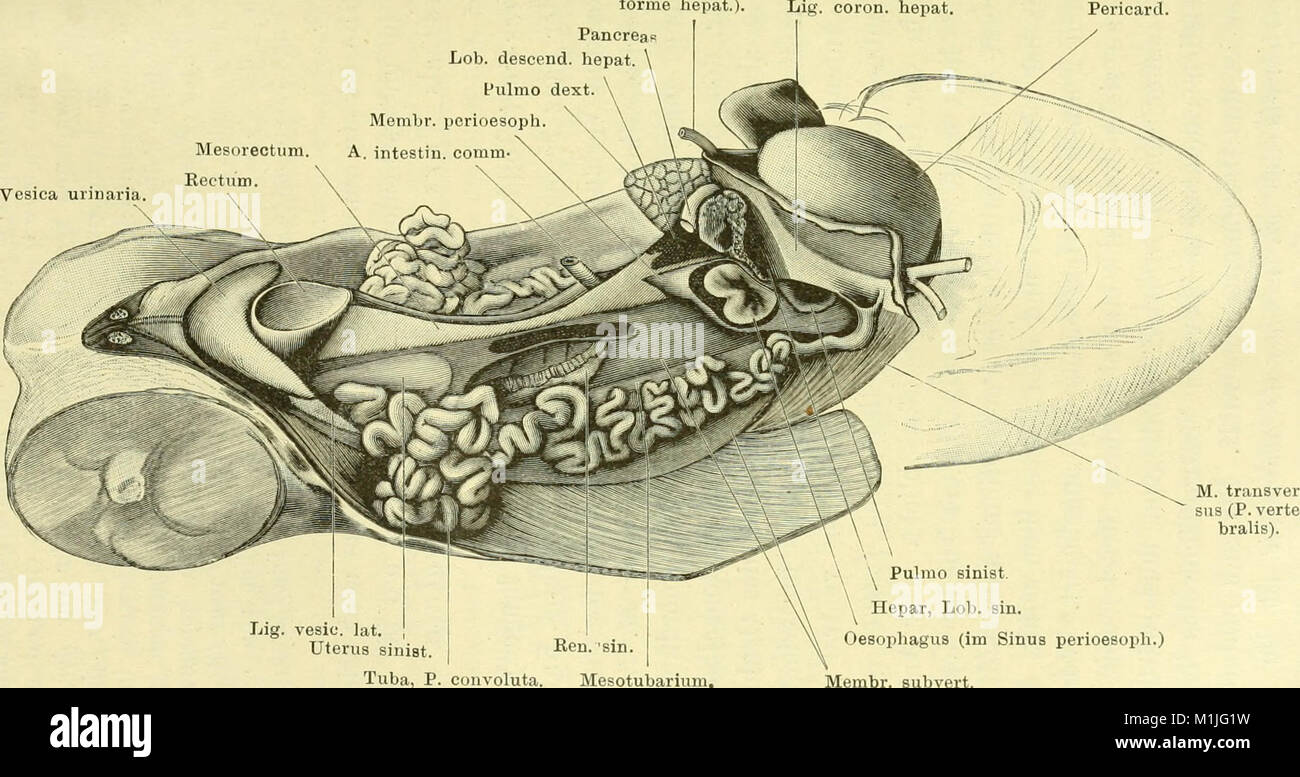 Frog anatomy comparison hi-res stock photography and images - Alamy
