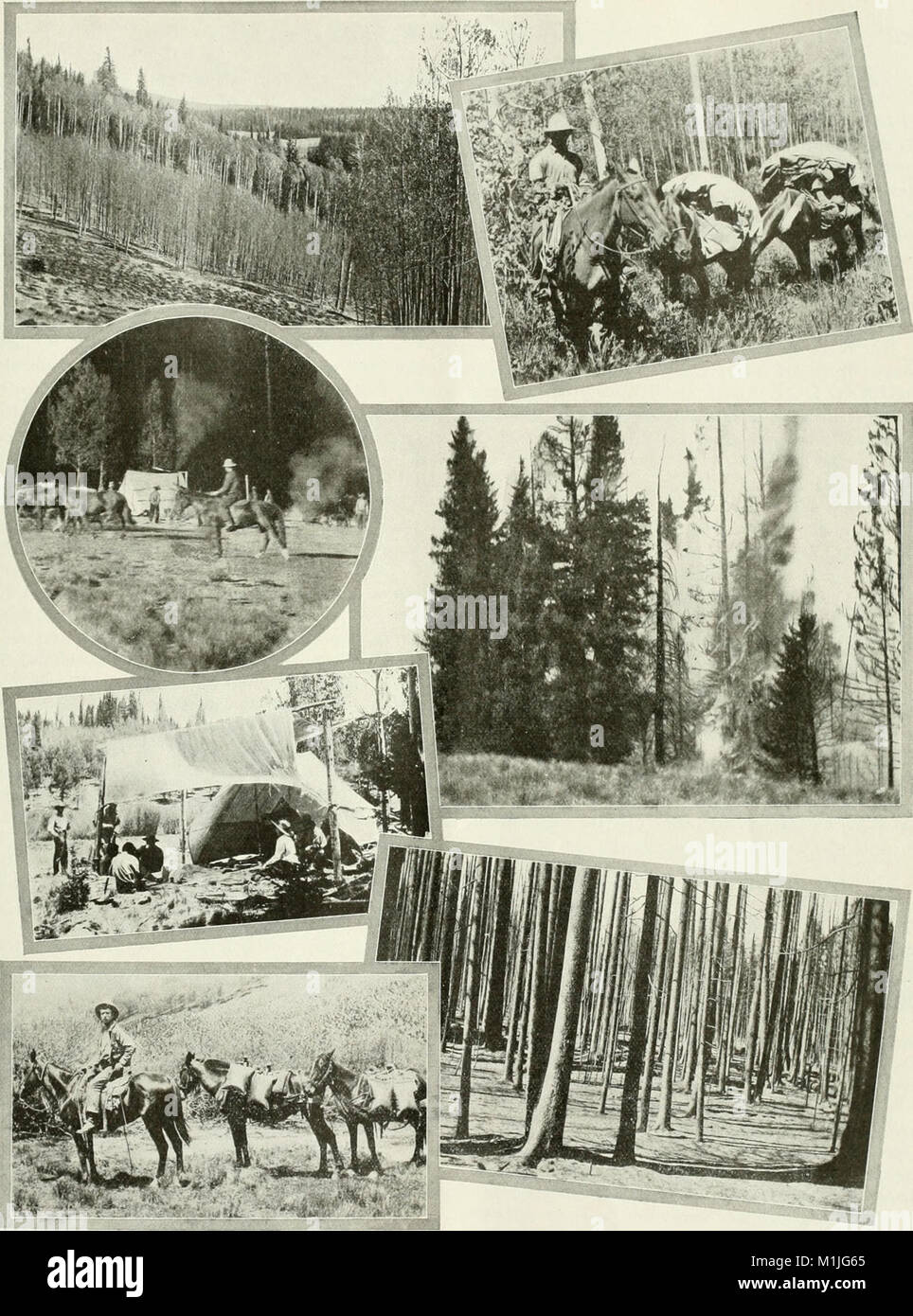 'American Forestry' was a publication from 1910 to 1923 focused on the ...