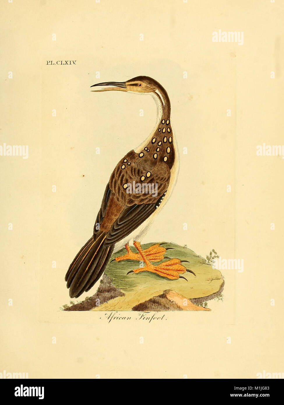 A general history of birds (1821) (14563792070 Stock Photo - Alamy