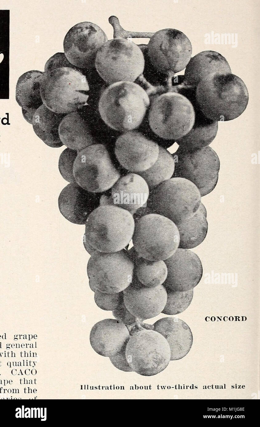 Raynerâ€™s Berry Book (1955) is a detailed reference guide to the ...