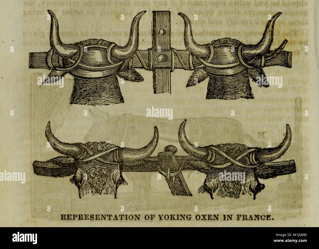 A new family encyclopedia, or, Compendium of universal knowledge ...