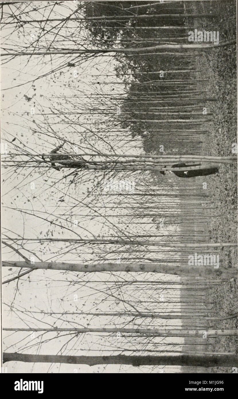 The *American Forests* report focuses on the state of forests across ...