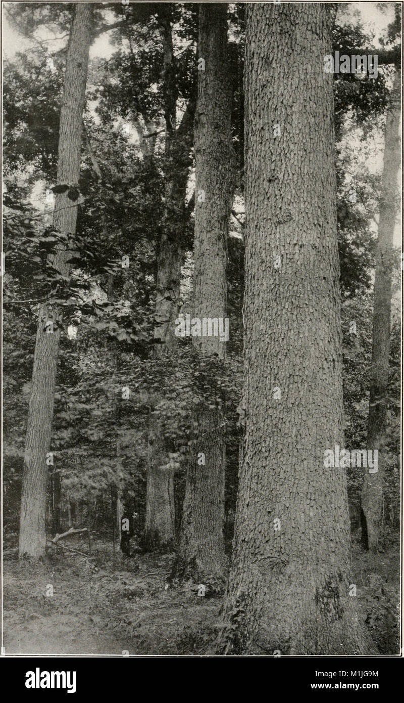 'American Forests' (1911) discusses the state of forests in the United ...