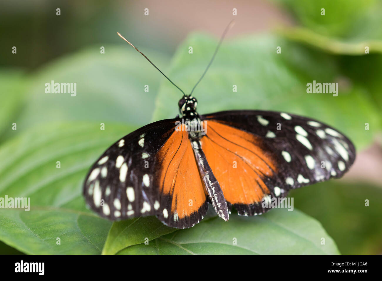 Leopard Lacewing Butterfly High Resolution Stock Photography and Images ...