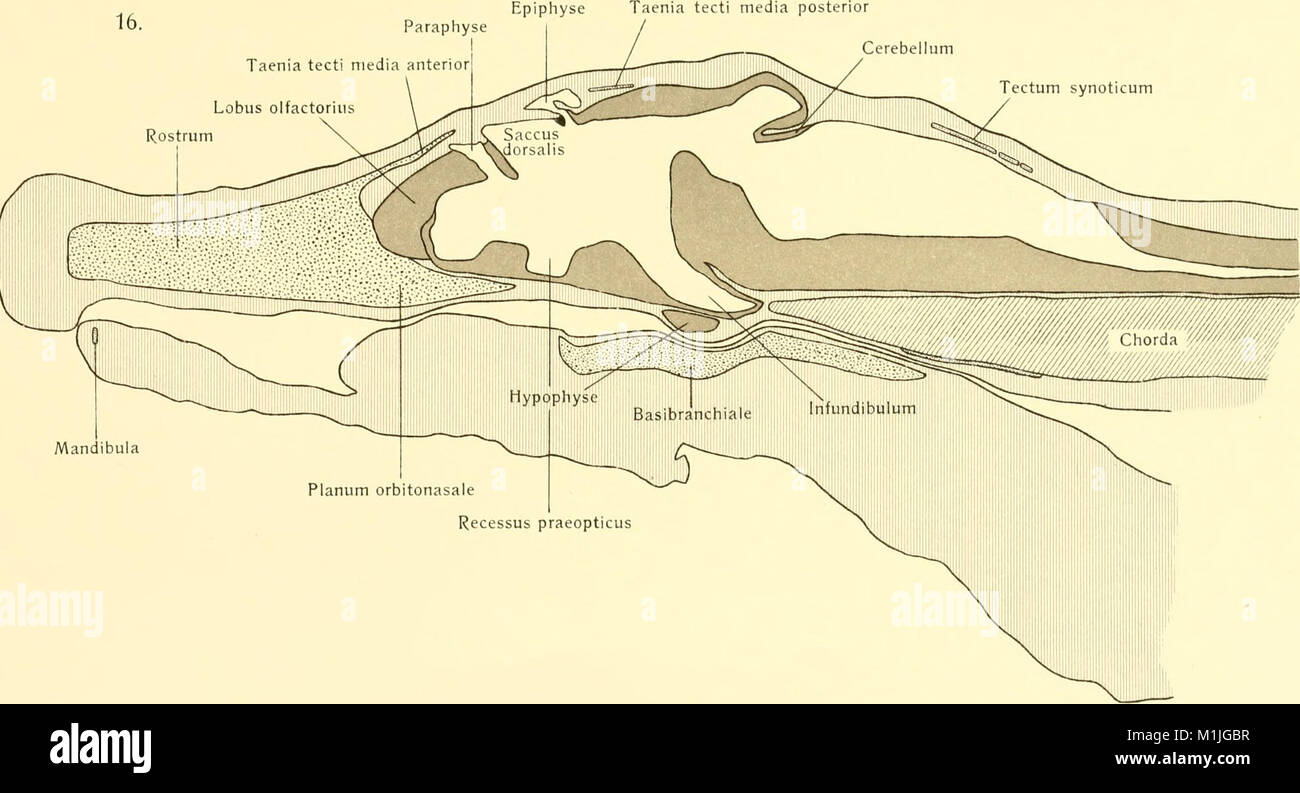 *Anatomische Hefte* (1911) is a scientific journal focused on anatomy ...