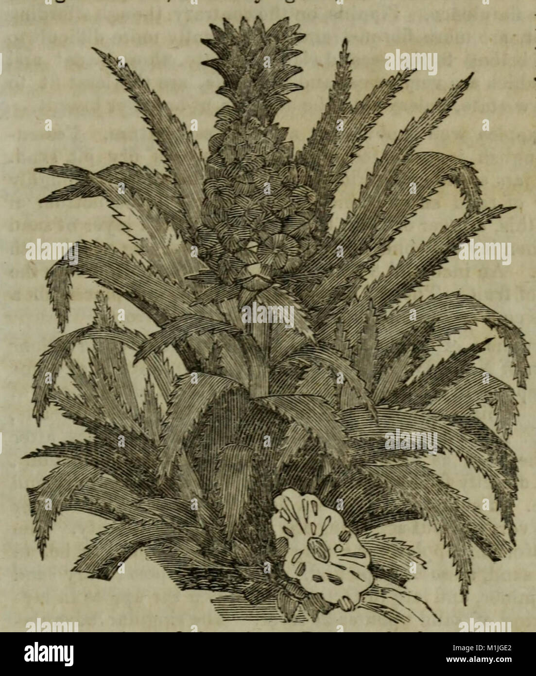 A new family encyclopedia, or, Compendium of universal knowledge ...