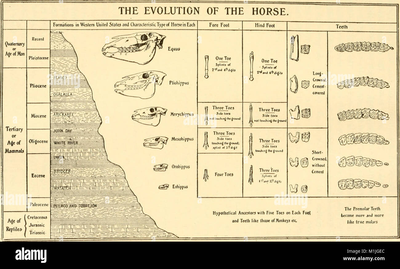 Animal biology 1938 hi-res stock photography and images - Alamy