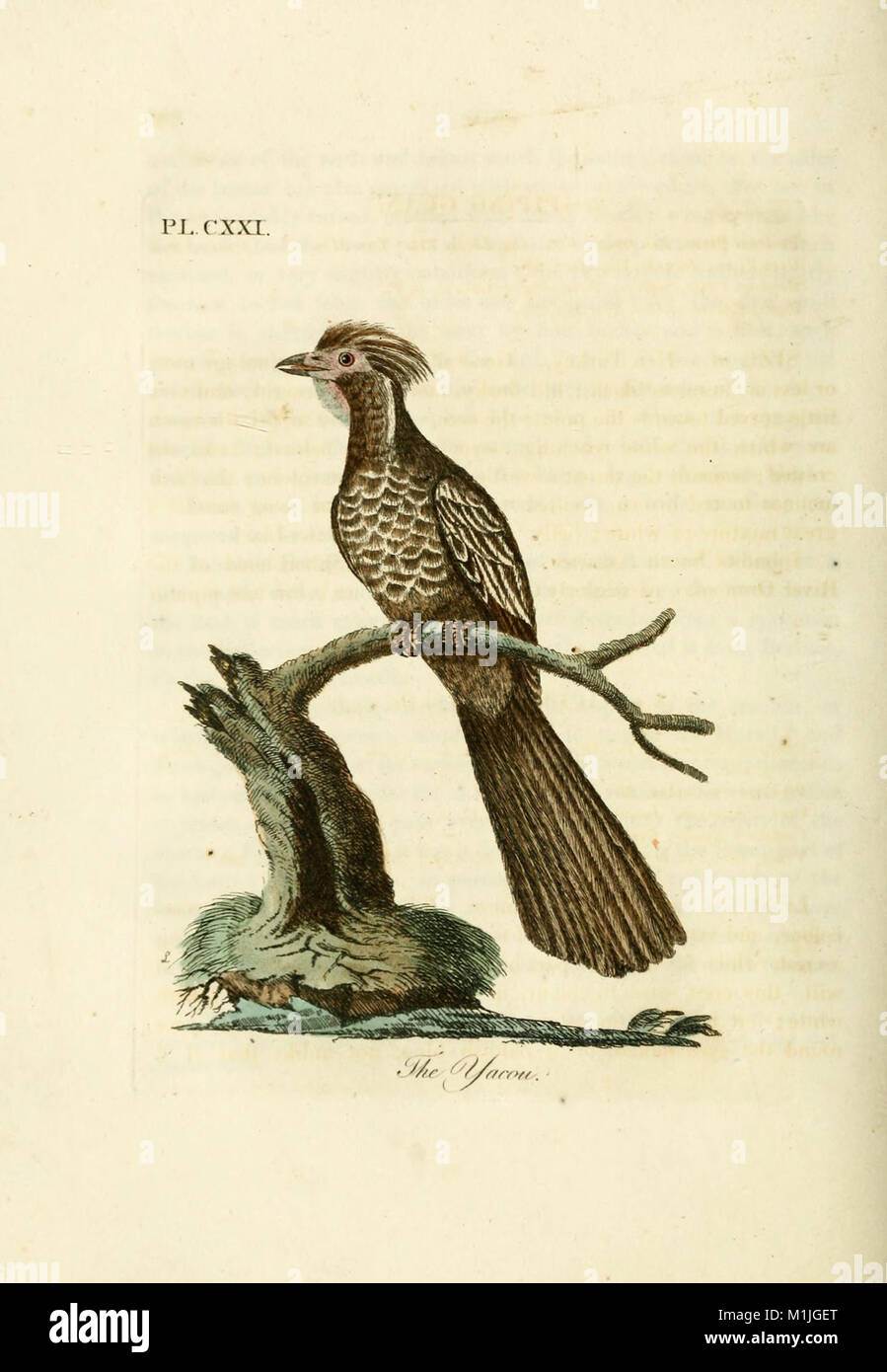 A general history of birds (1821) (14752992824 Stock Photo - Alamy