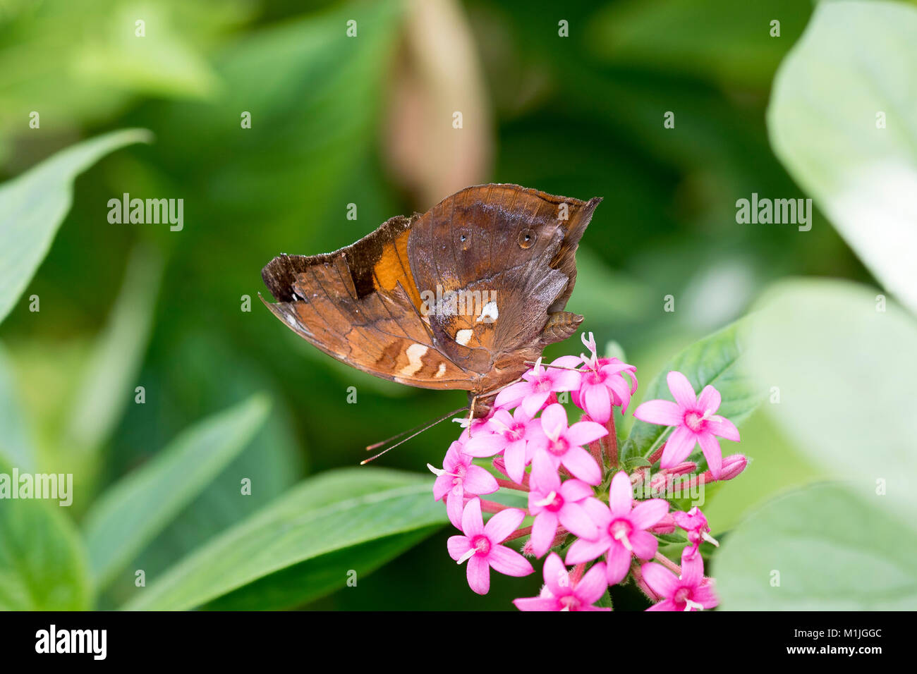 King Shoemaker Butterfly High Resolution Stock Photography and Images ...