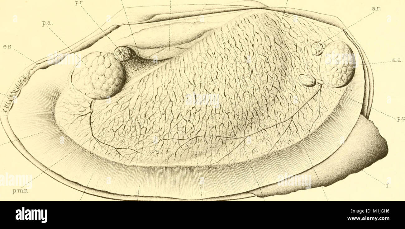 Anatomy and physiology of Anodonta fluviatilis (1884) (17572056304 ...