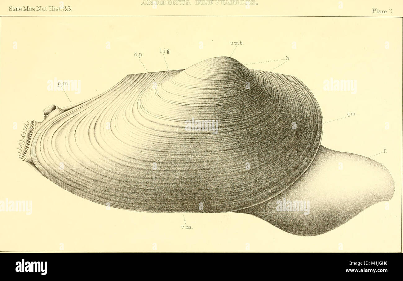 Anatomy and physiology of Anodonta fluviatilis (1884) (18195839371 ...