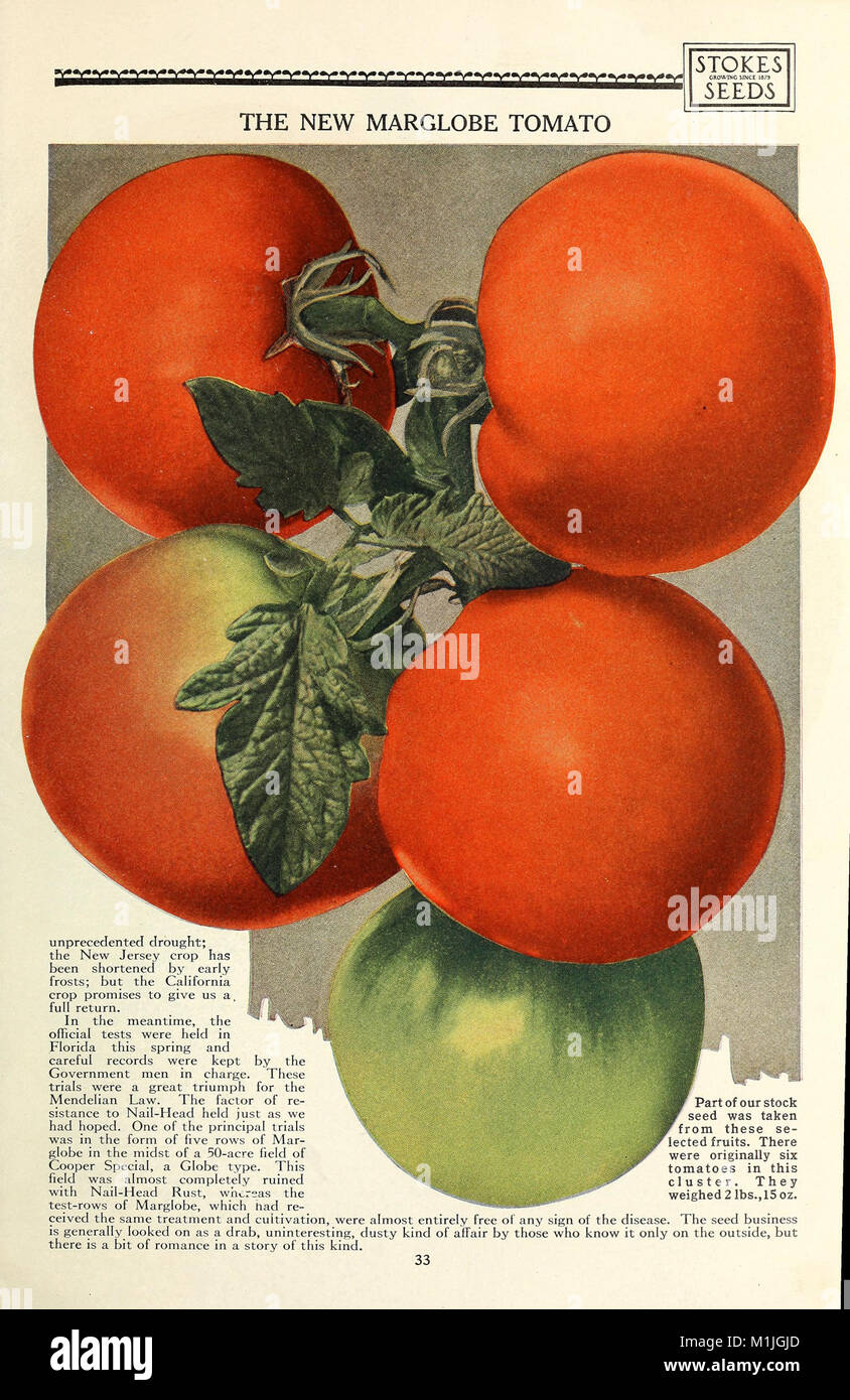 112 superb varieties for market gardeners season of 1926 (1926 ...