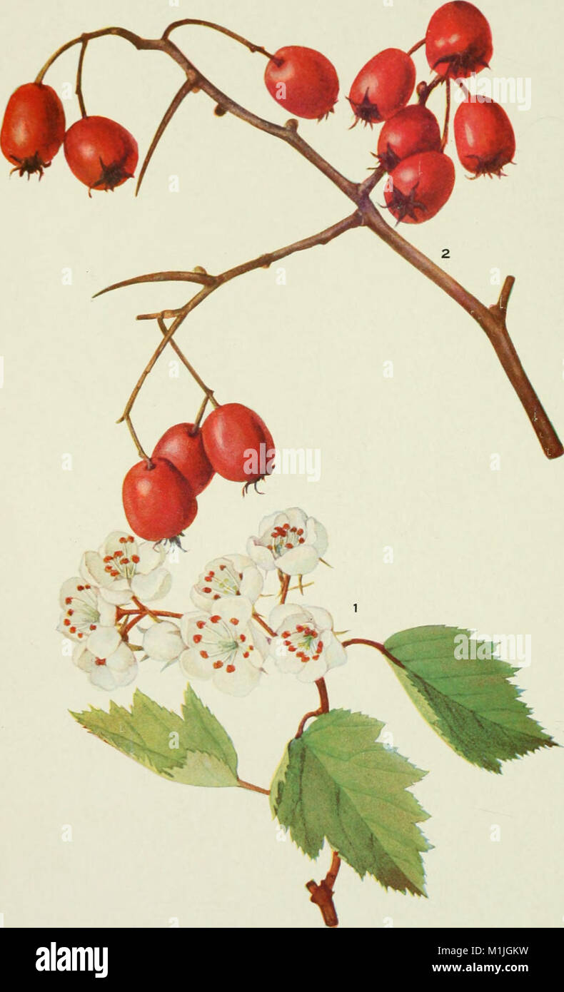 Addisonia (PLATE 138) - colored illustrations and popular descriptions ...