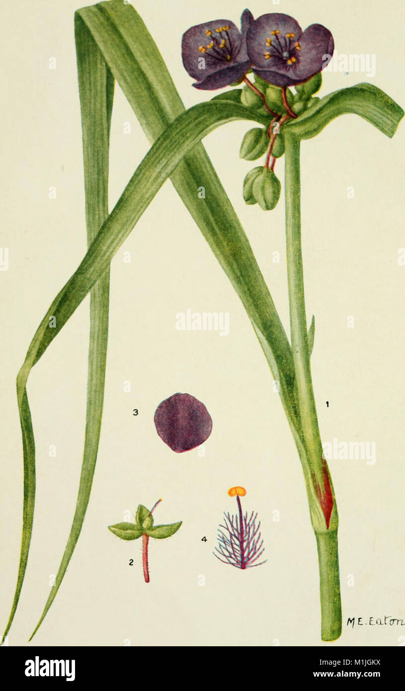 Addisonia (PLATE 232) - colored illustrations and popular descriptions ...