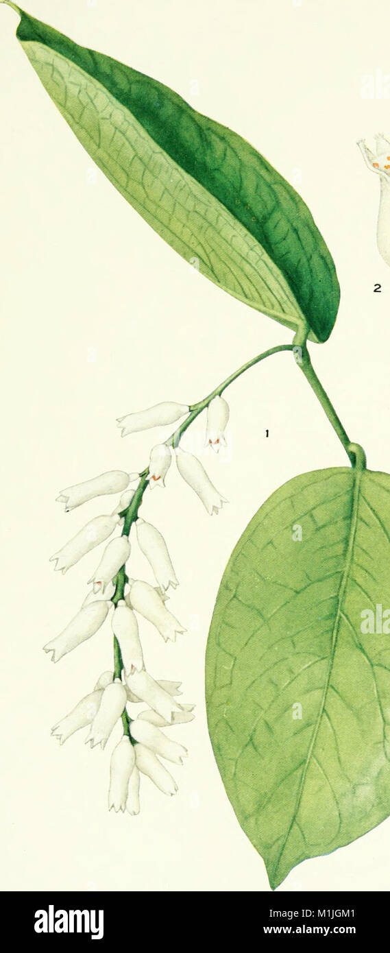 'Addisonia' Plate 287 features colored illustrations and descriptions ...