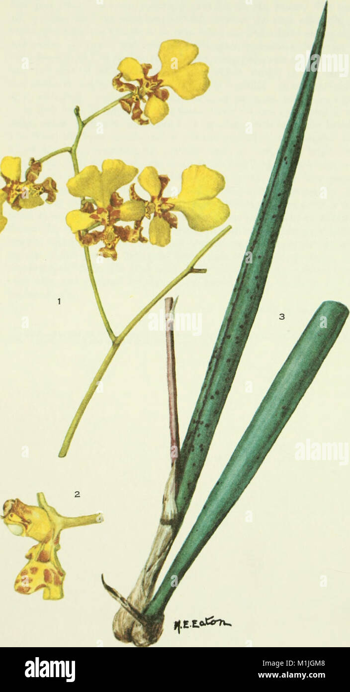 Addisonia, Plate 797, presents colored illustrations and popular ...