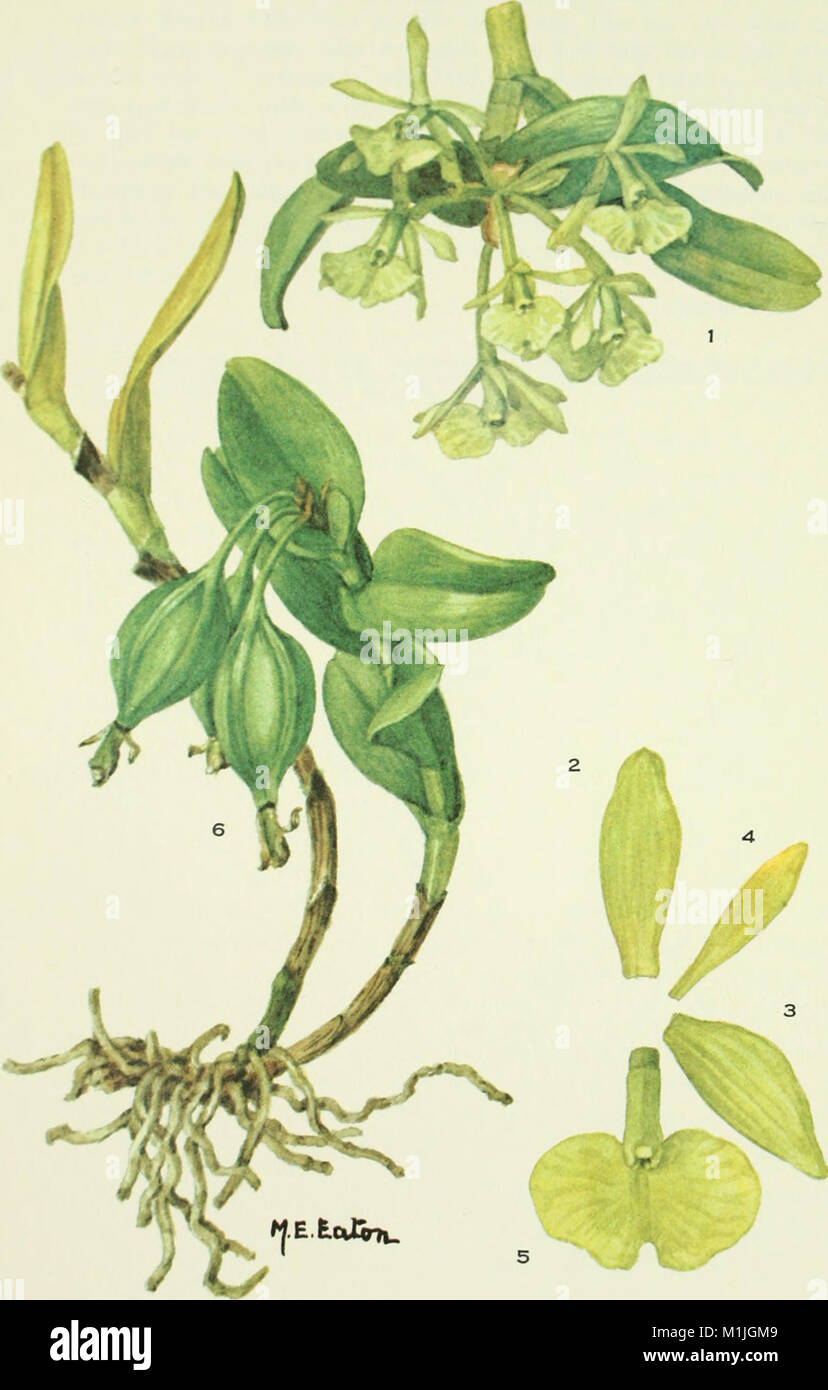 Addisonia Plate 792 features colored illustrations of various plants ...