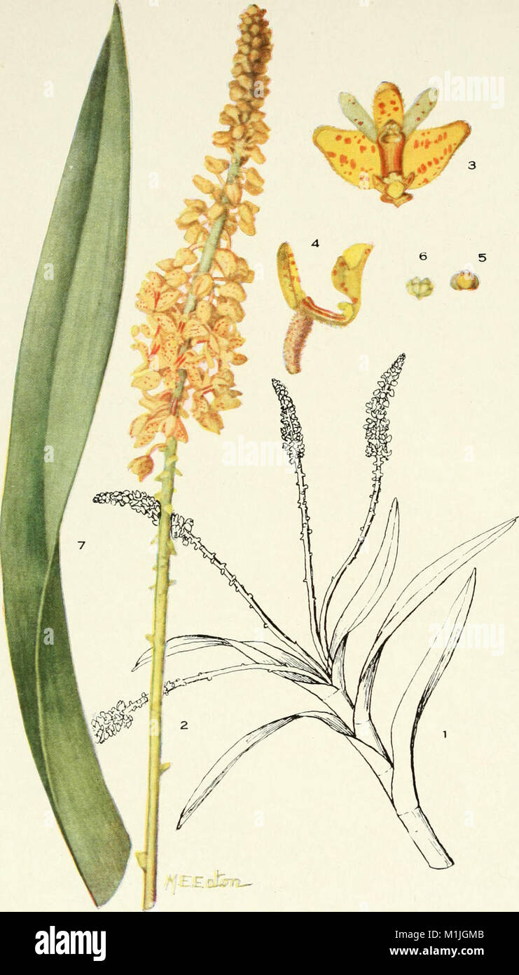 Addisonia (PLATE 213) - colored illustrations and popular descriptions ...