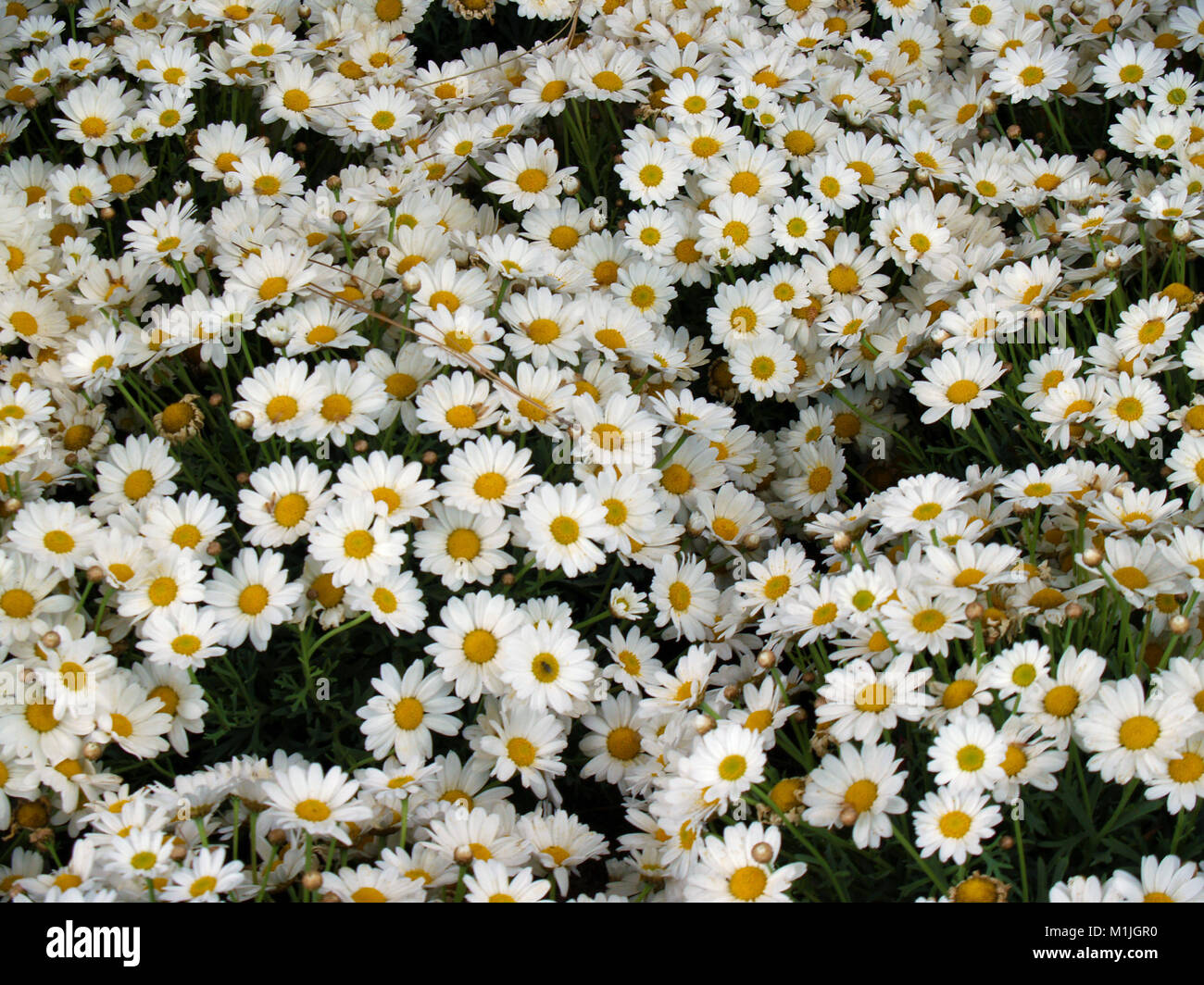 Daisies Tumblr Photography