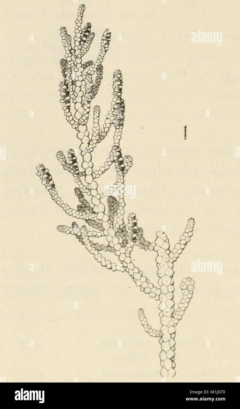 Halopeplis hi-res stock photography and images - Alamy