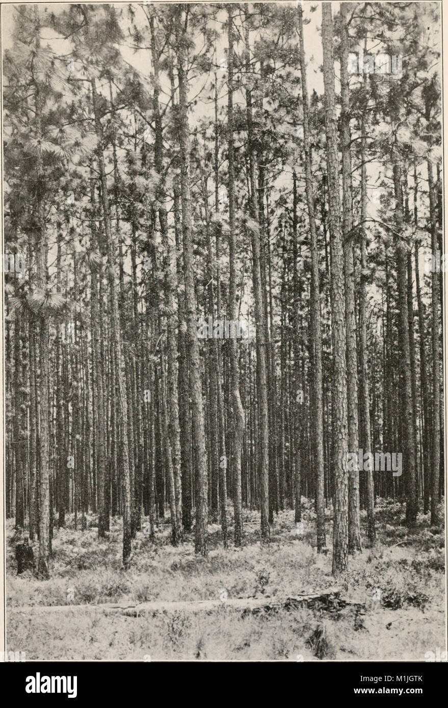 'American Forests' focuses on the state of forests in the United States ...