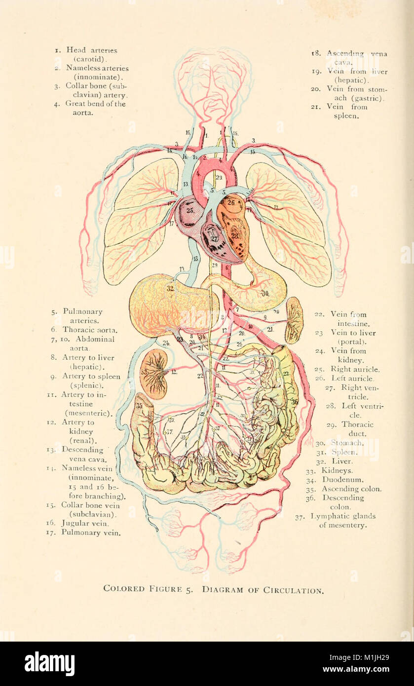 Animal biology; Human biology. Parts II and III of First course in ...