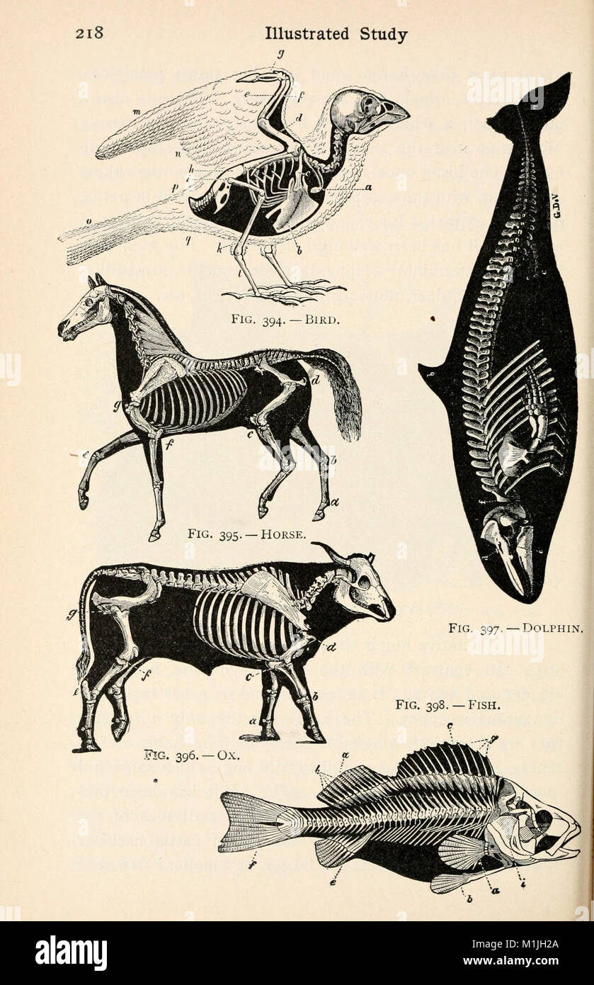 This 1910 textbook covers animal and human biology, providing ...