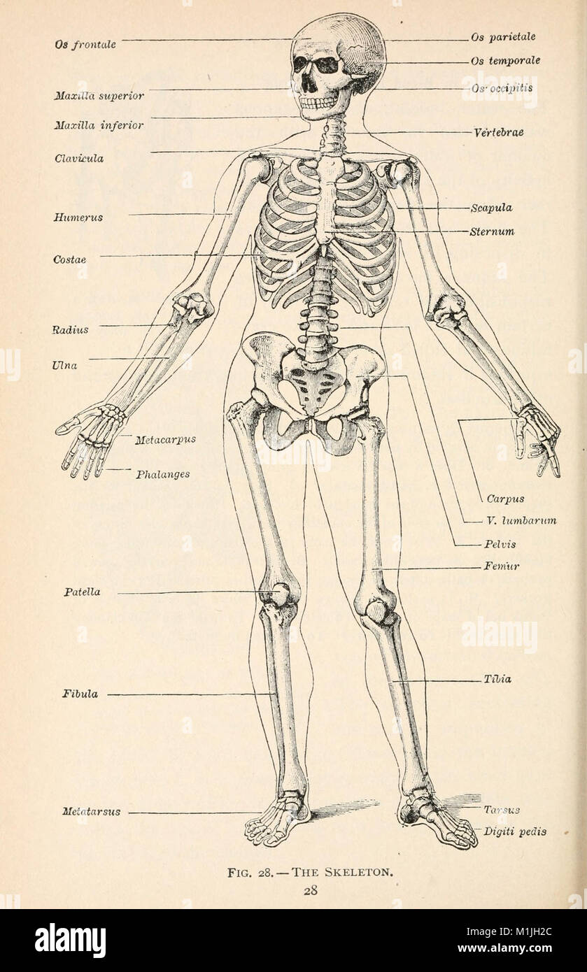 *Animal Biology; Human Biology* (1910) is a biology textbook that ...