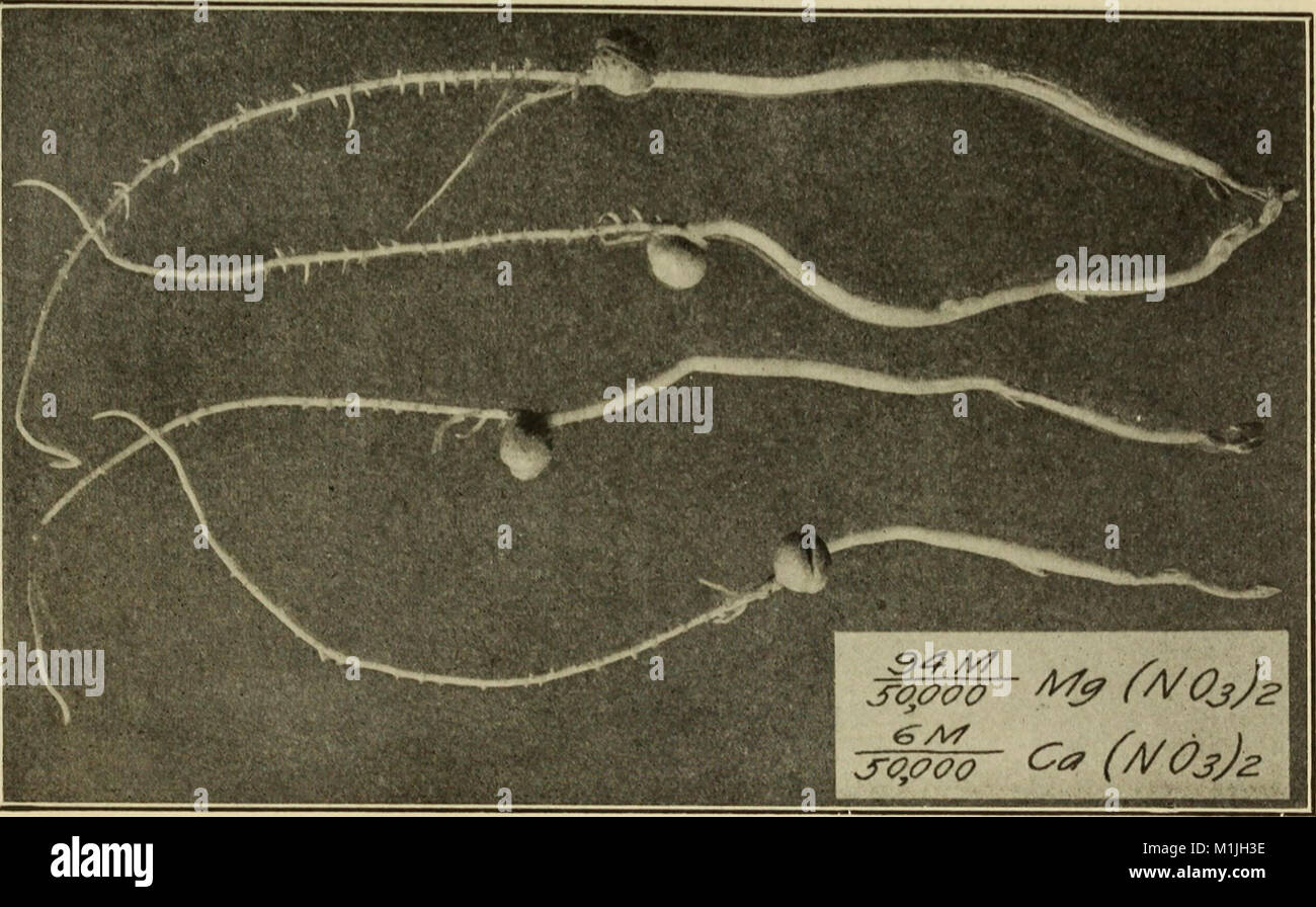 Absorption and excretion of salts by roots, as influenced by ...