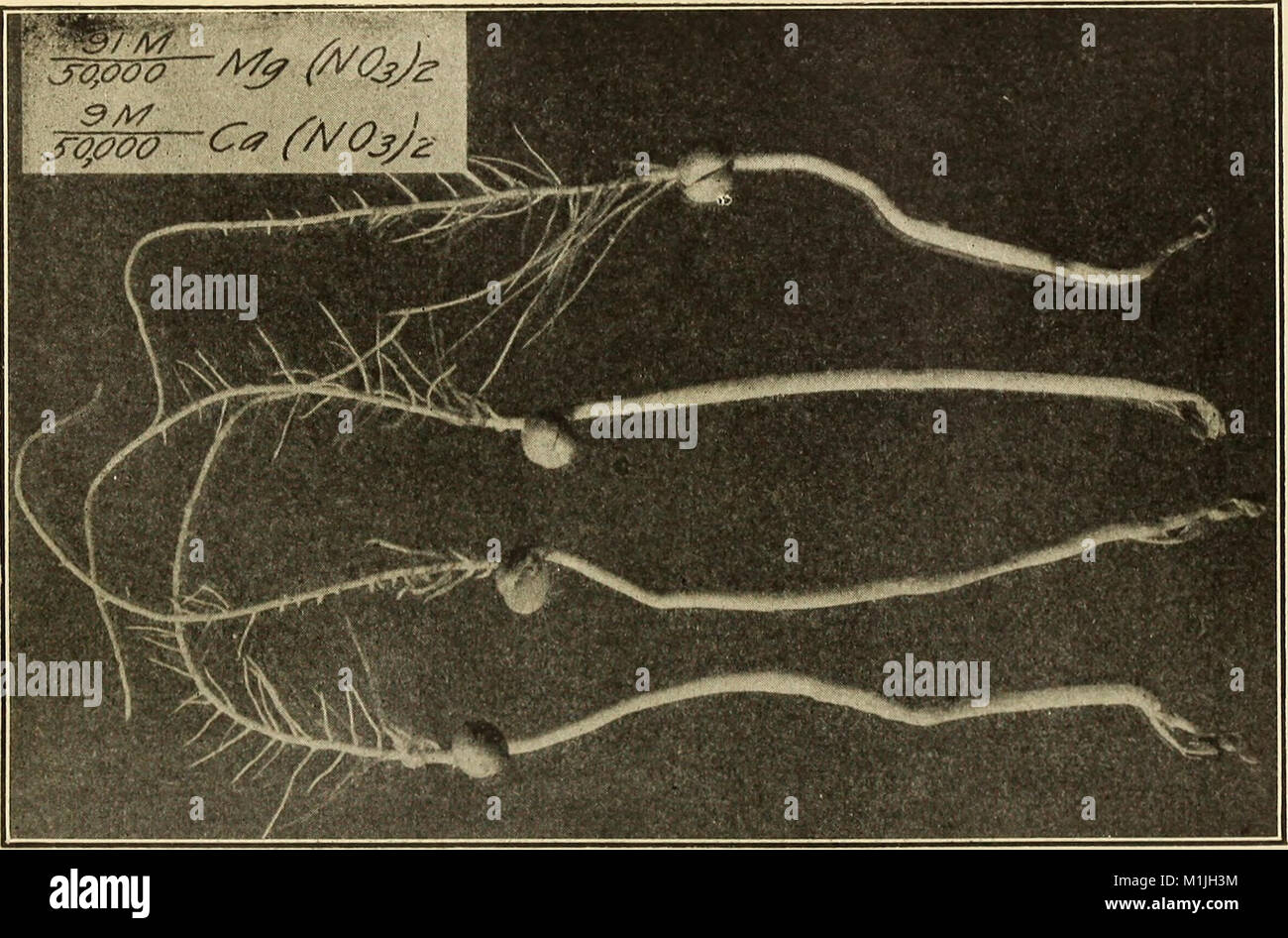 This 1912 study explores how plant roots absorb and excrete salts ...
