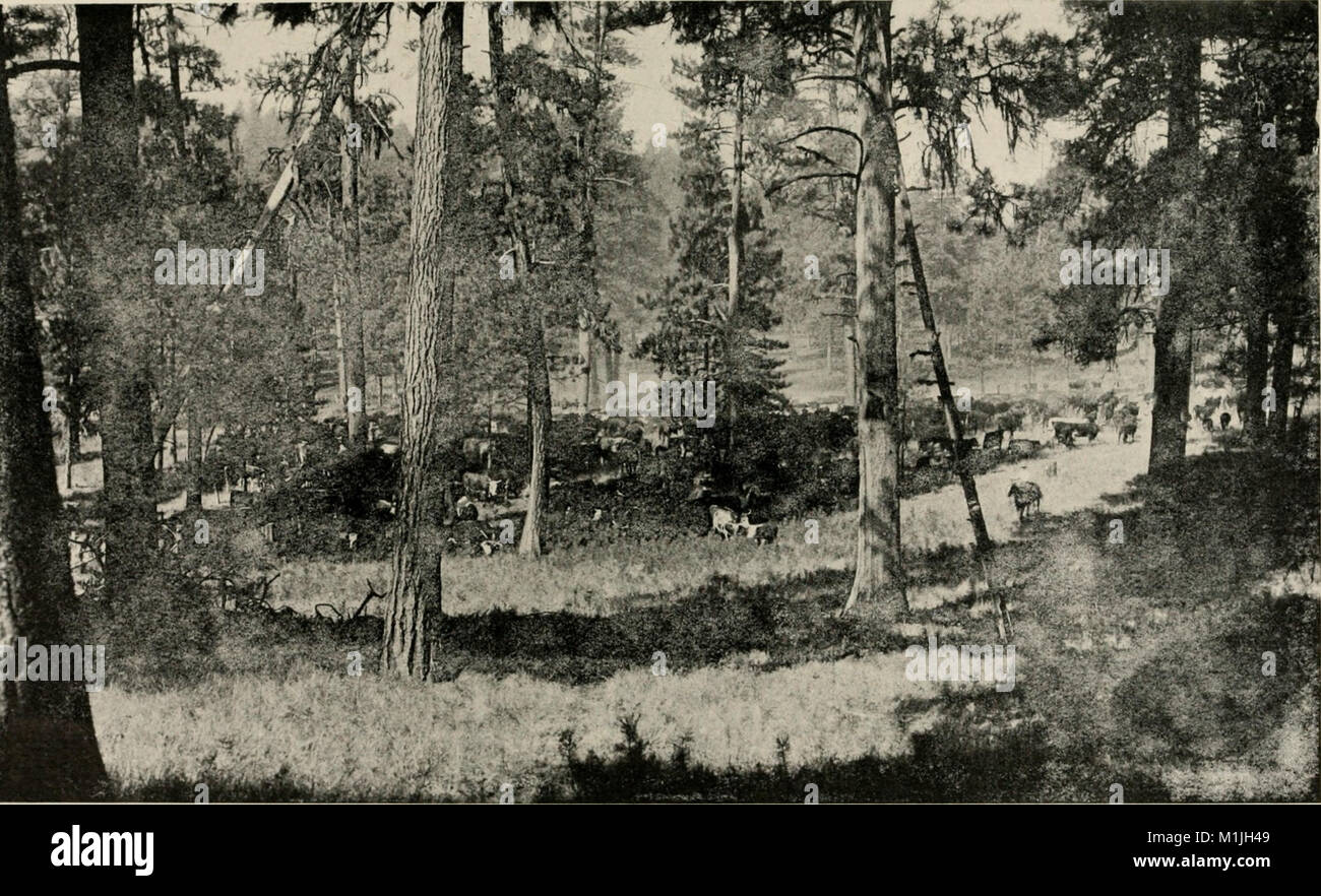 'American Forestry' (1910-1923) is a publication focused on forestry ...