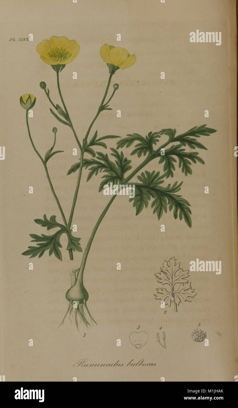 This work focuses on native medicinal plants of the United States ...