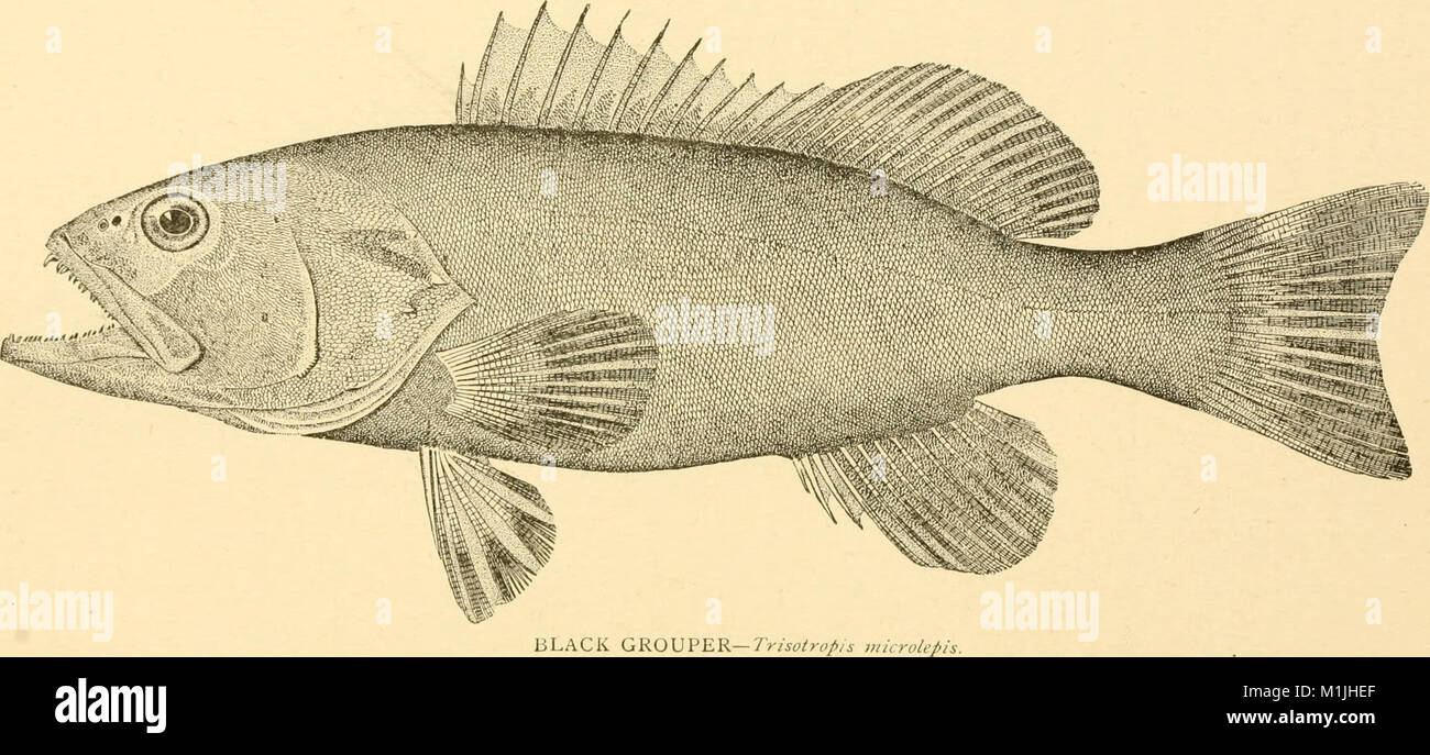 American game fishes; their habits, habitat and peculiarities; (1892 ...