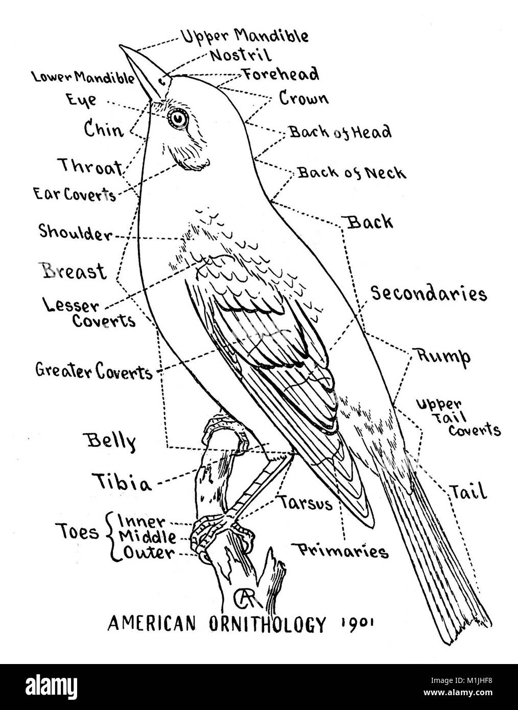 A comprehensive guide to American birds for educational purposes ...